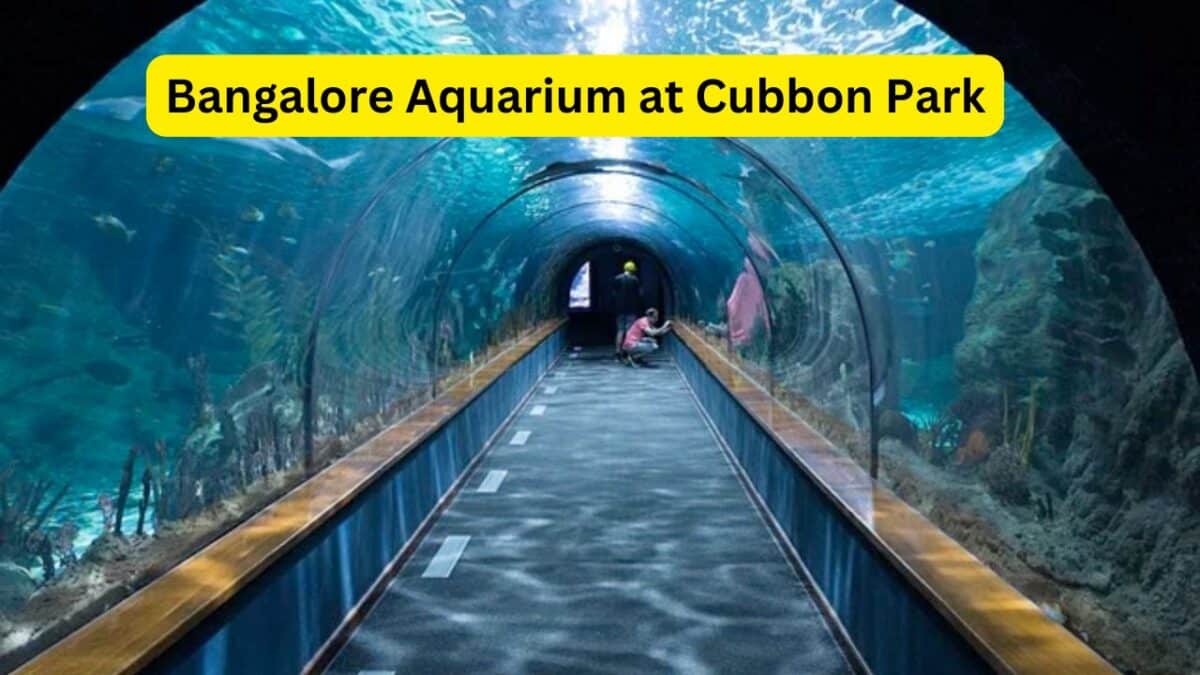 Bangalore Aquarium at Cubbon Park: Timings, Tickets, Location, and ...